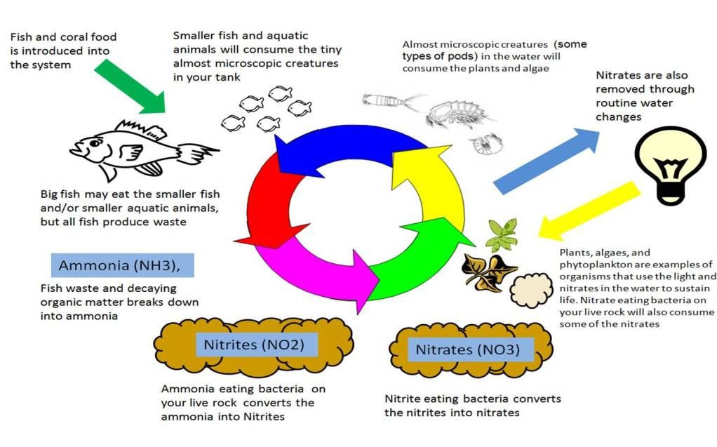 Marine Nitrogen Cycle Photo by Cliff_Erhardt | Photobucket